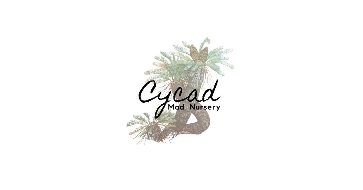 Cycad Mad Nursery — Rare Cycads for Sale in South Africa